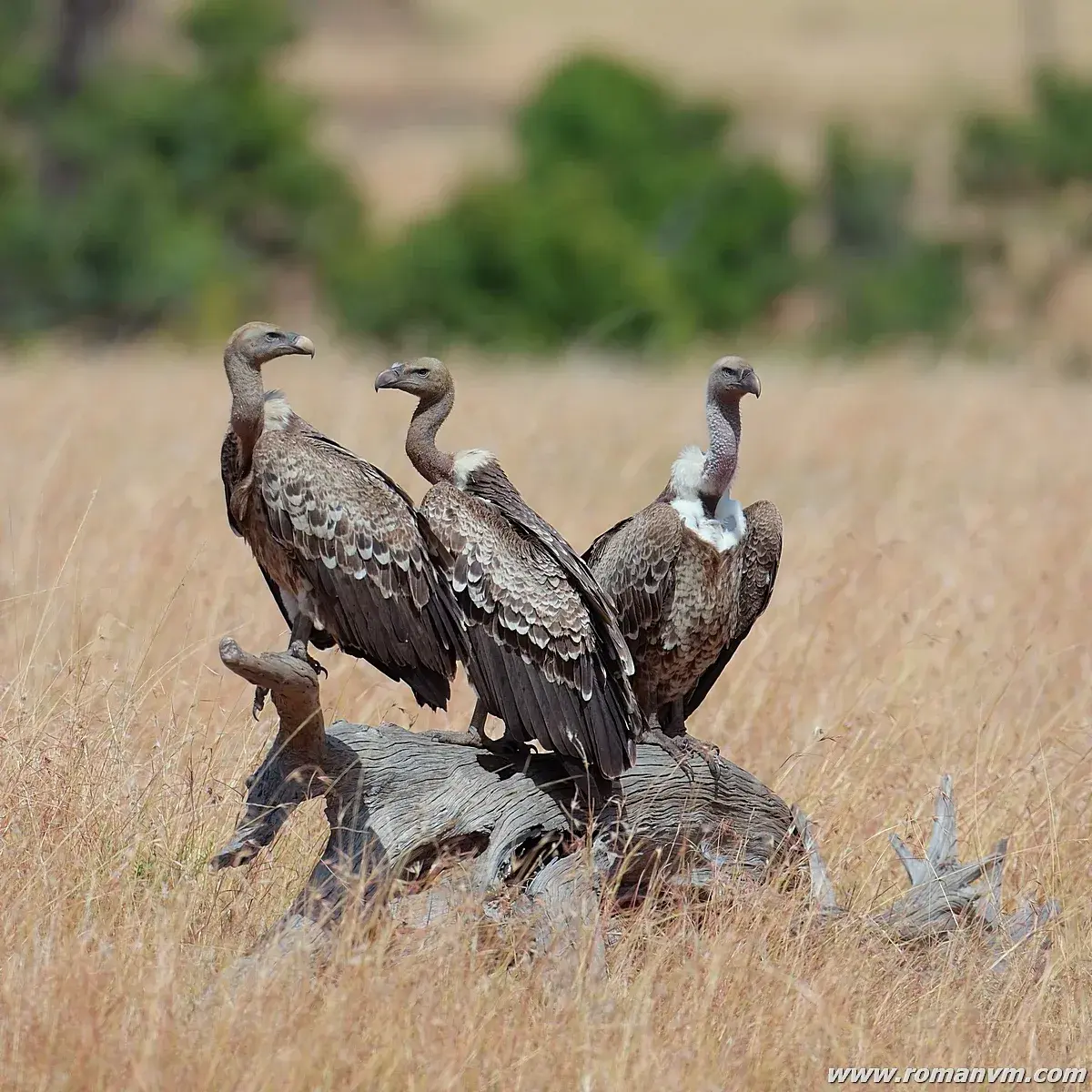 How Much Does a Tanzania Safari Cost? 2026 Prices